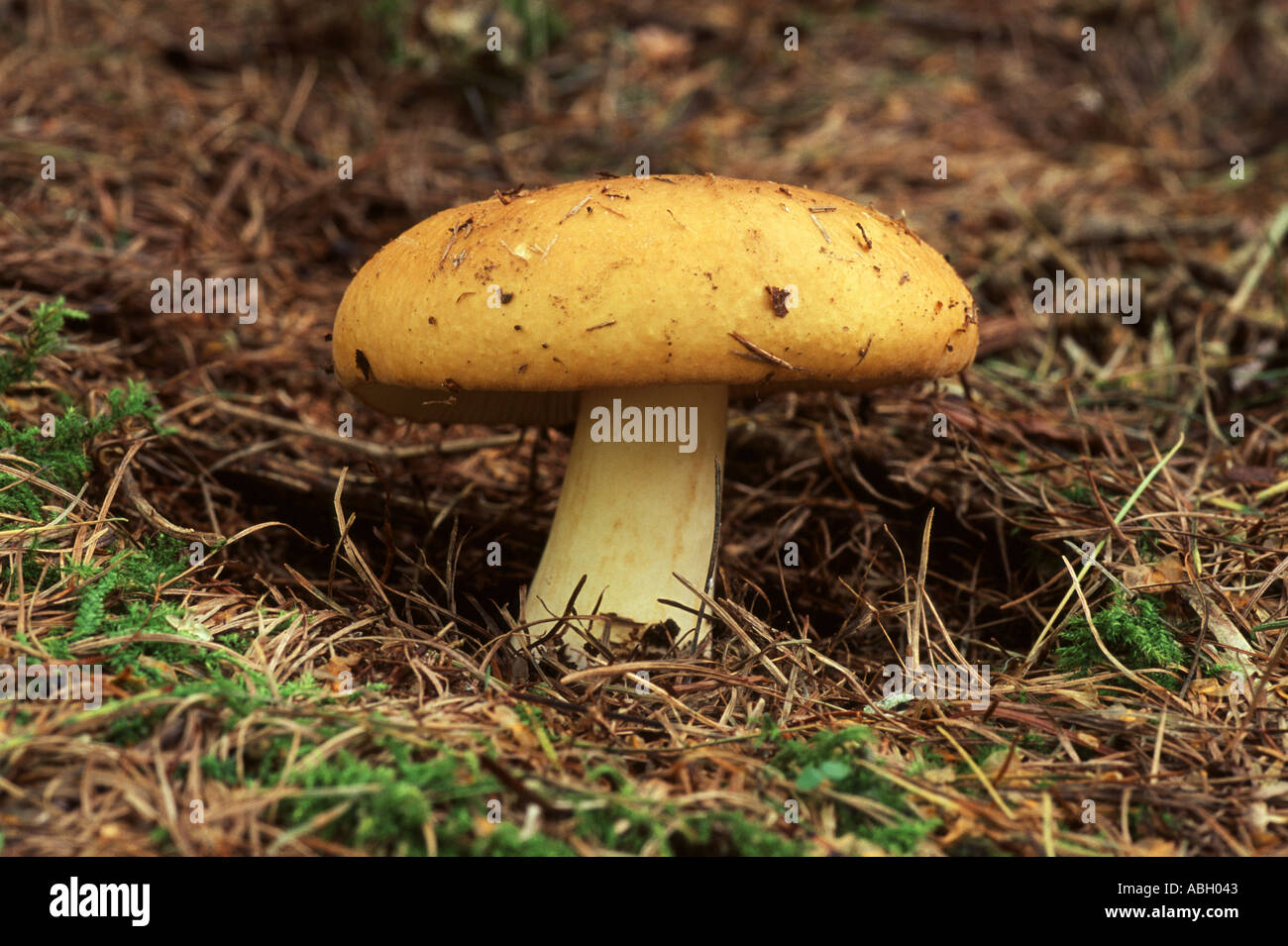 Common Yellow Russula Russula ochroleuca Stock Photo - Alamy