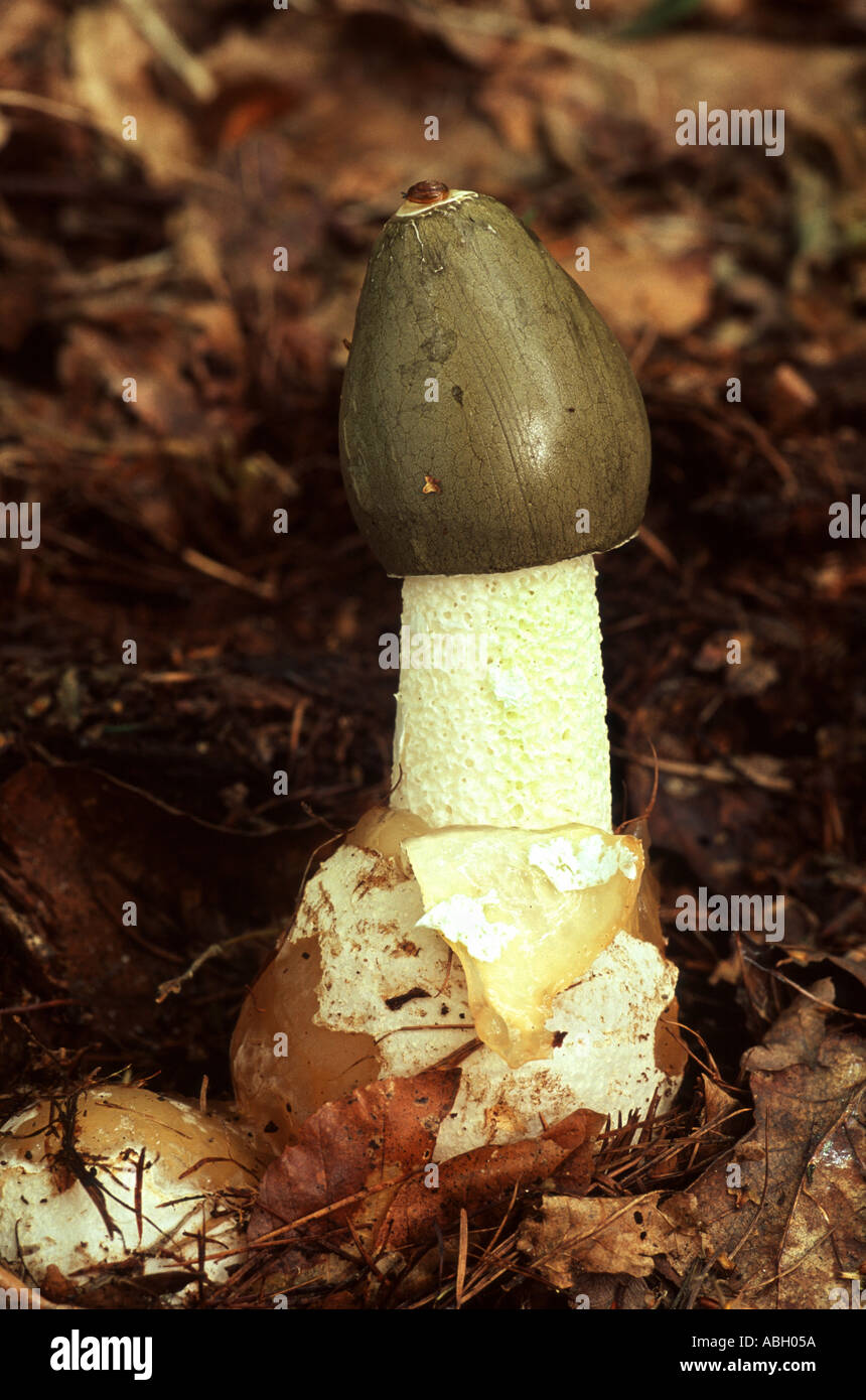 Stinkhorn Phallus impudicus Stock Photo - Alamy