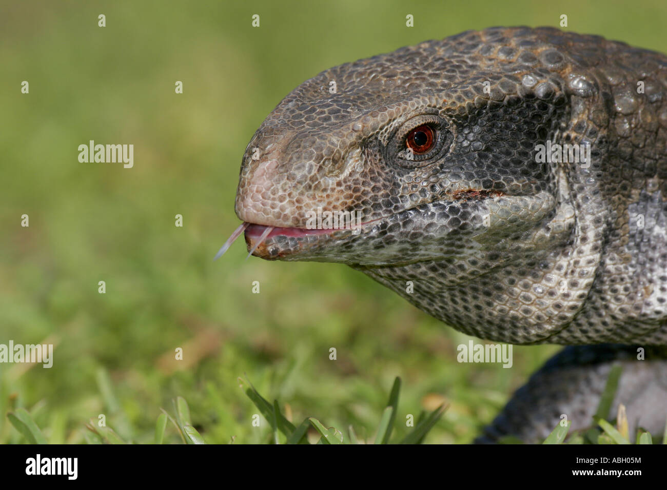 Savannah Monitor Lizard portrait Stock Photo - Alamy