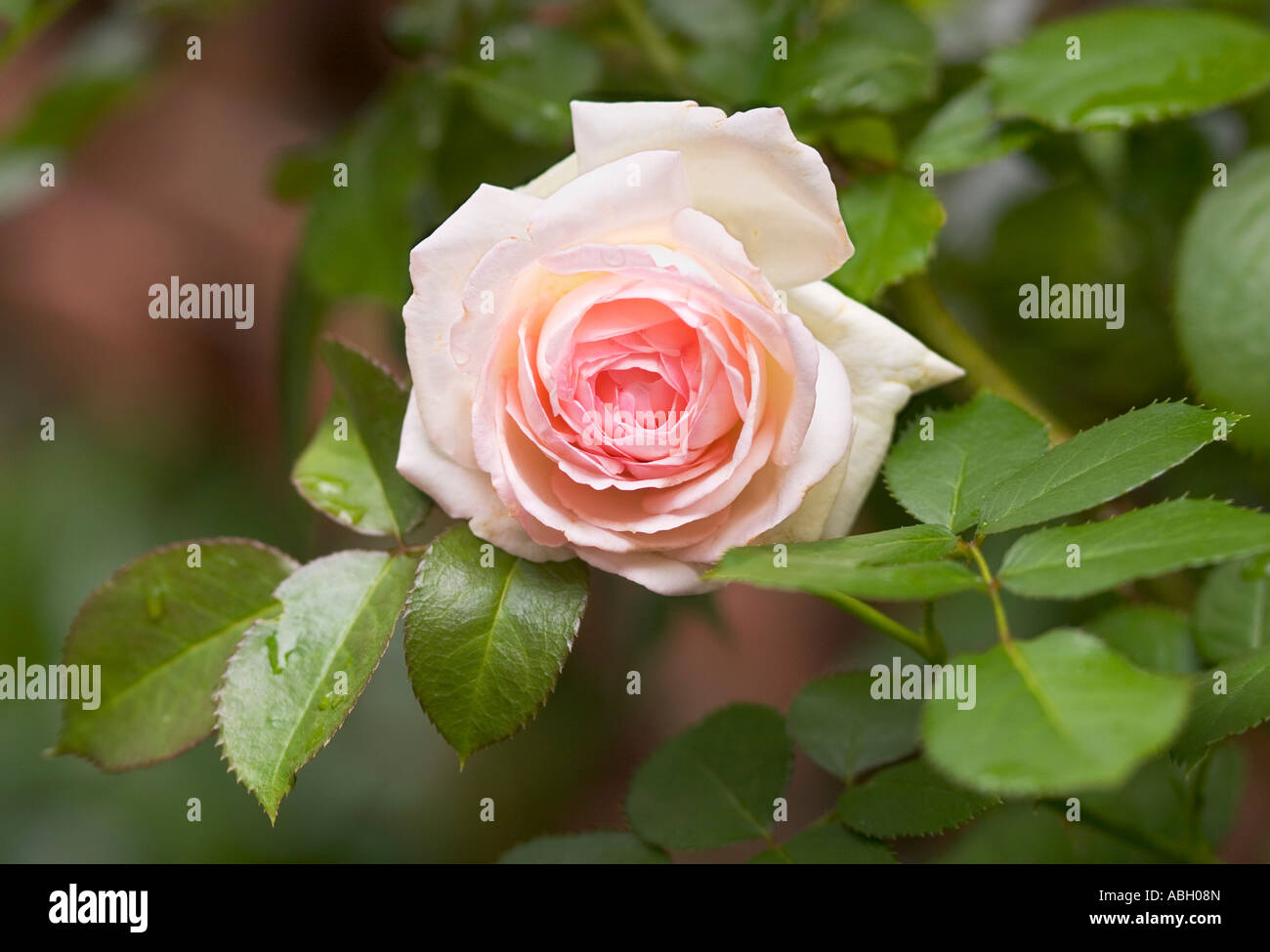 Rose climber New Dawn Stock Photo - Alamy