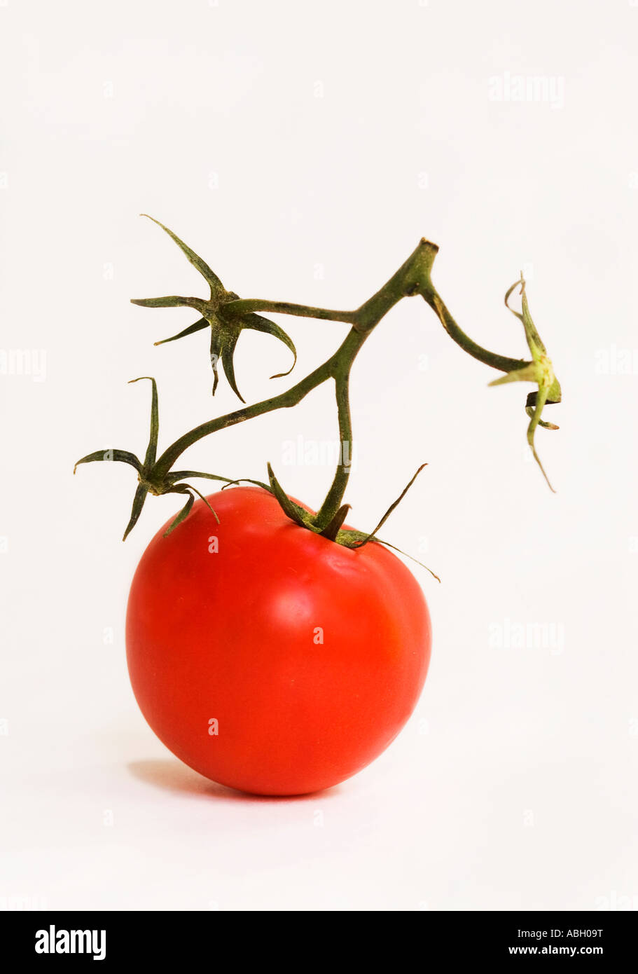 Vine-ripened tomato with stem still attached Stock Photo - Alamy