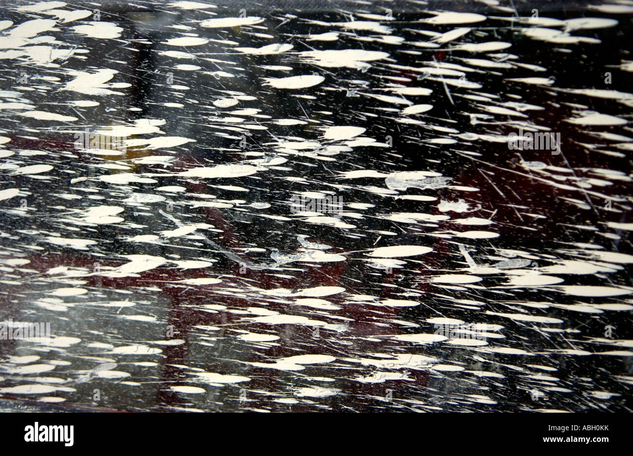 Mud splatter window of vintage Ford Escort rally car at the Sweet Lamb ...