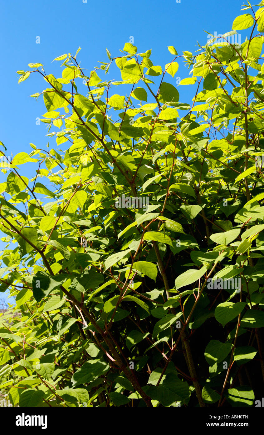 Japanese Knotweed growing vigerously in a Maesteg graveyard it is ...