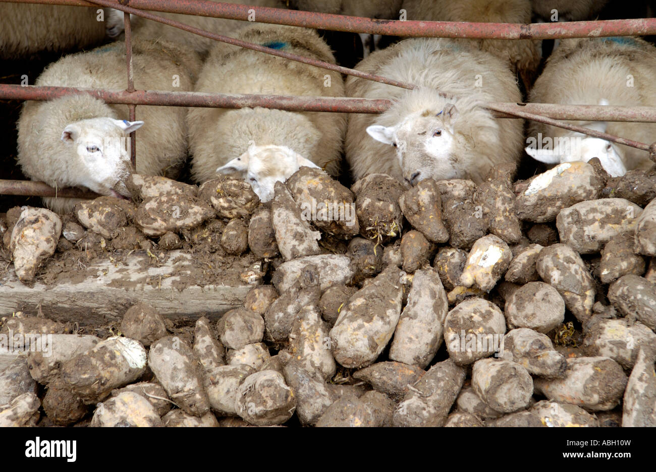 Sheep feeding on root crops at the Sweet Lamb Rally Complex Llangurig ...