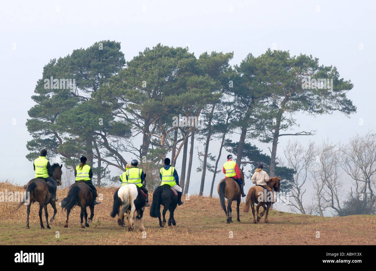 Pony trekkers riding toward a copse of trees on a Black Mountains ...