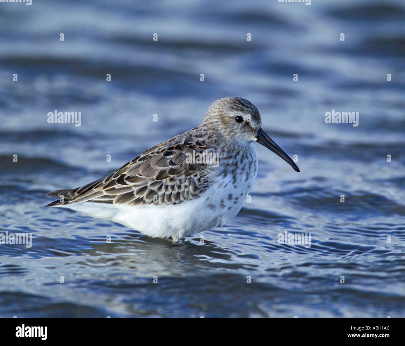 Dunlin Calidris alpina adult in winter plumage Lindisfarne ...