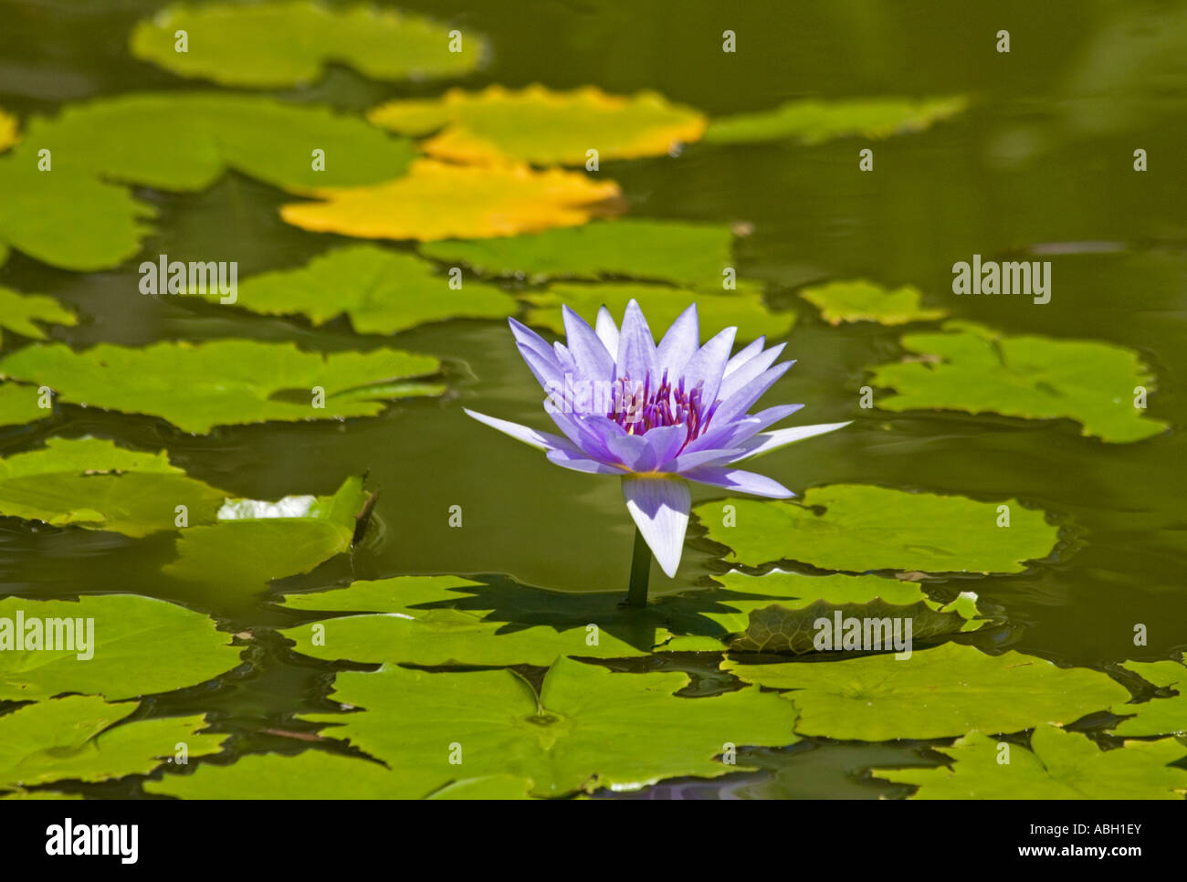 Water Lilly and Lily Pads Stock Photo - Alamy