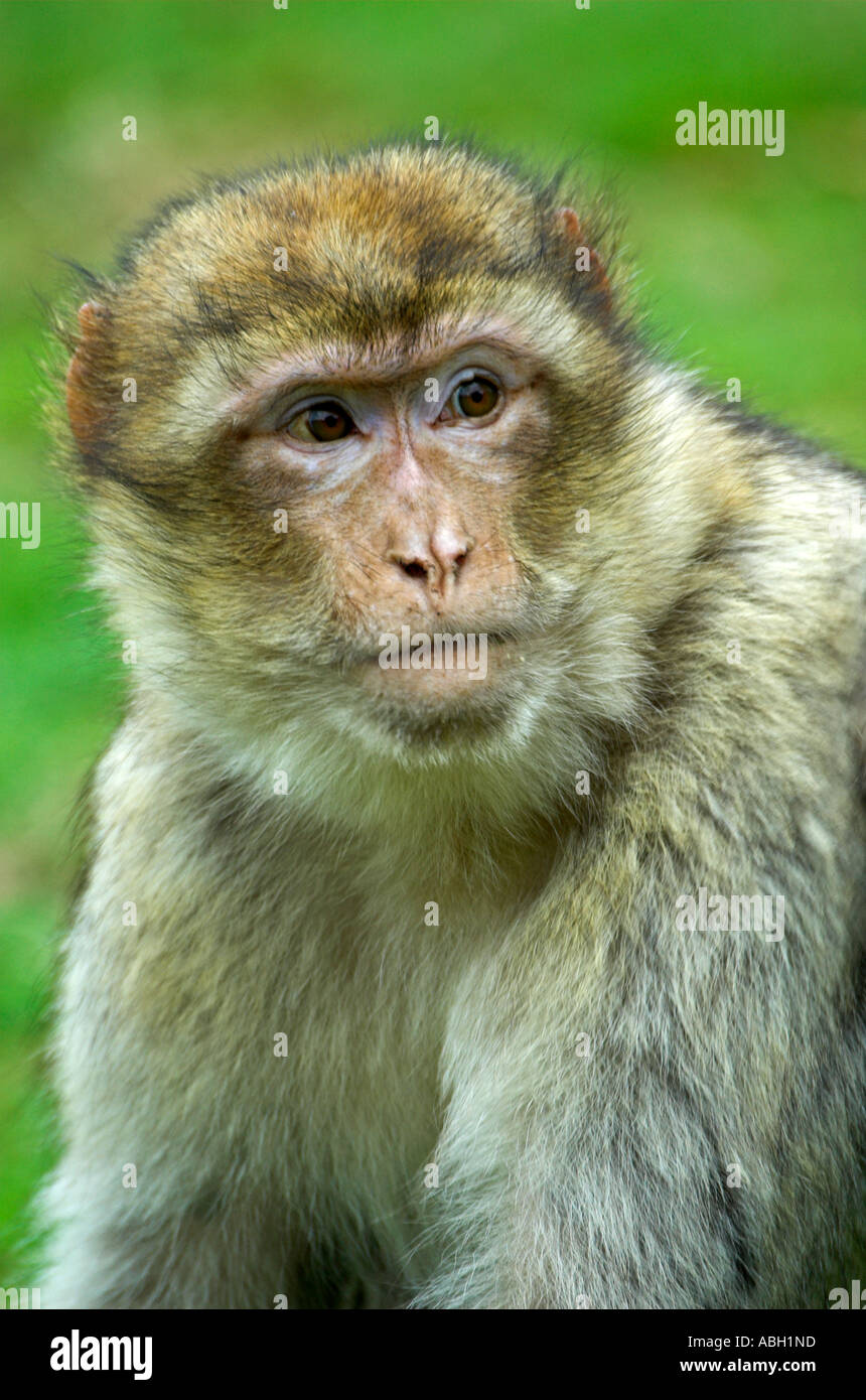 Macca monkey hi-res stock photography and images - Alamy