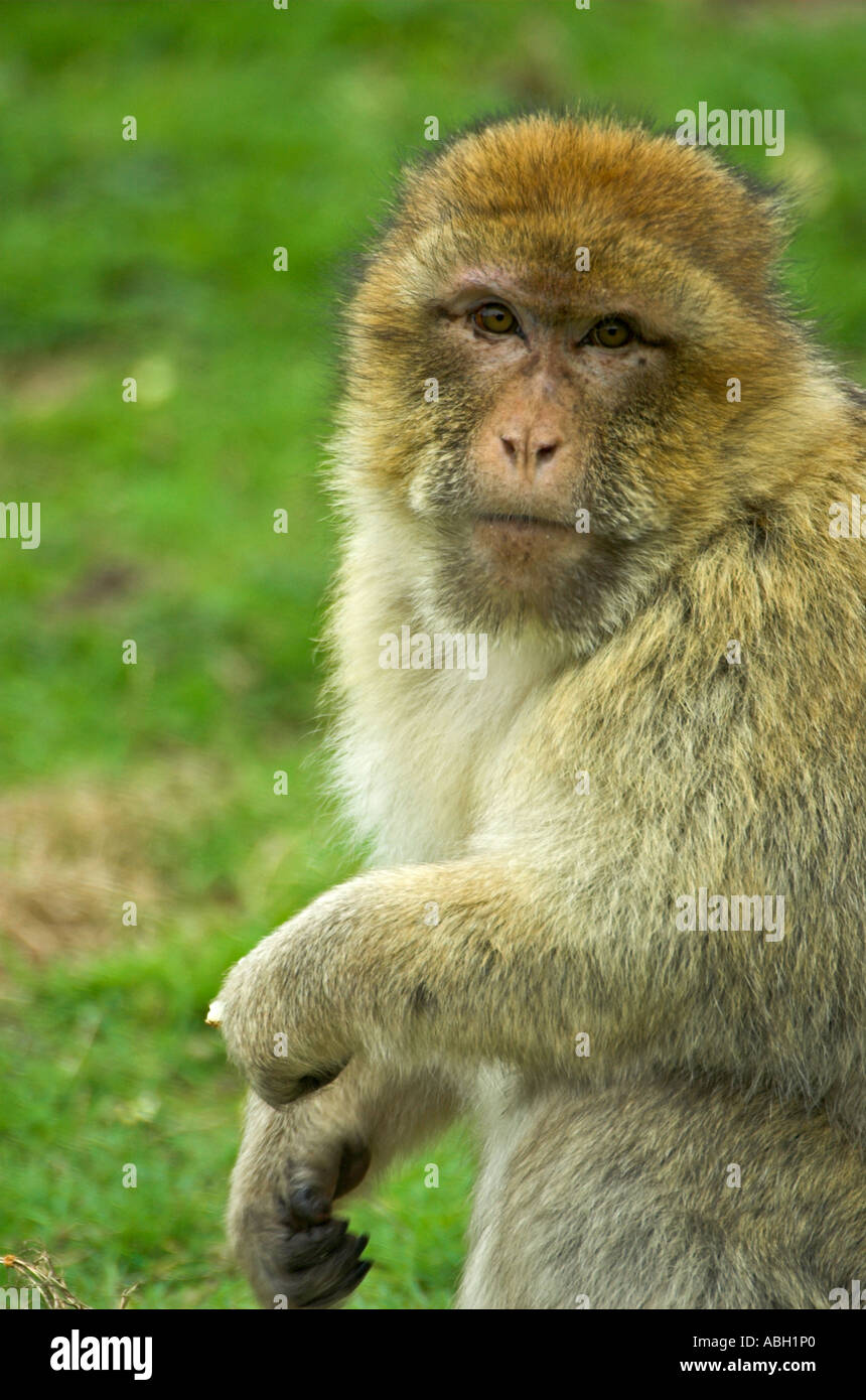 Trentham Monkey Forest Stock Photo - Alamy