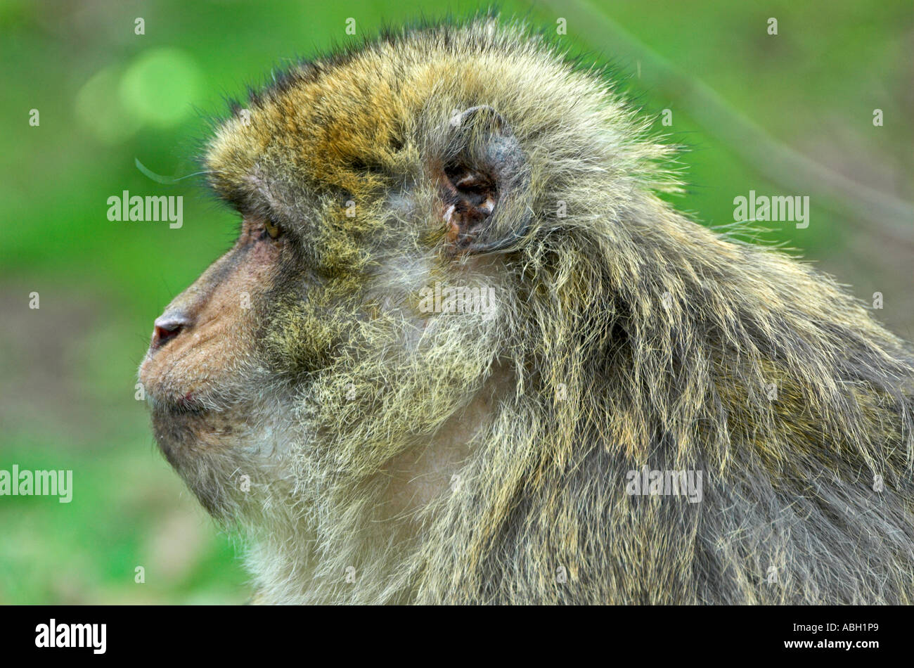 Trentham Monkey Forest Stock Photo - Alamy