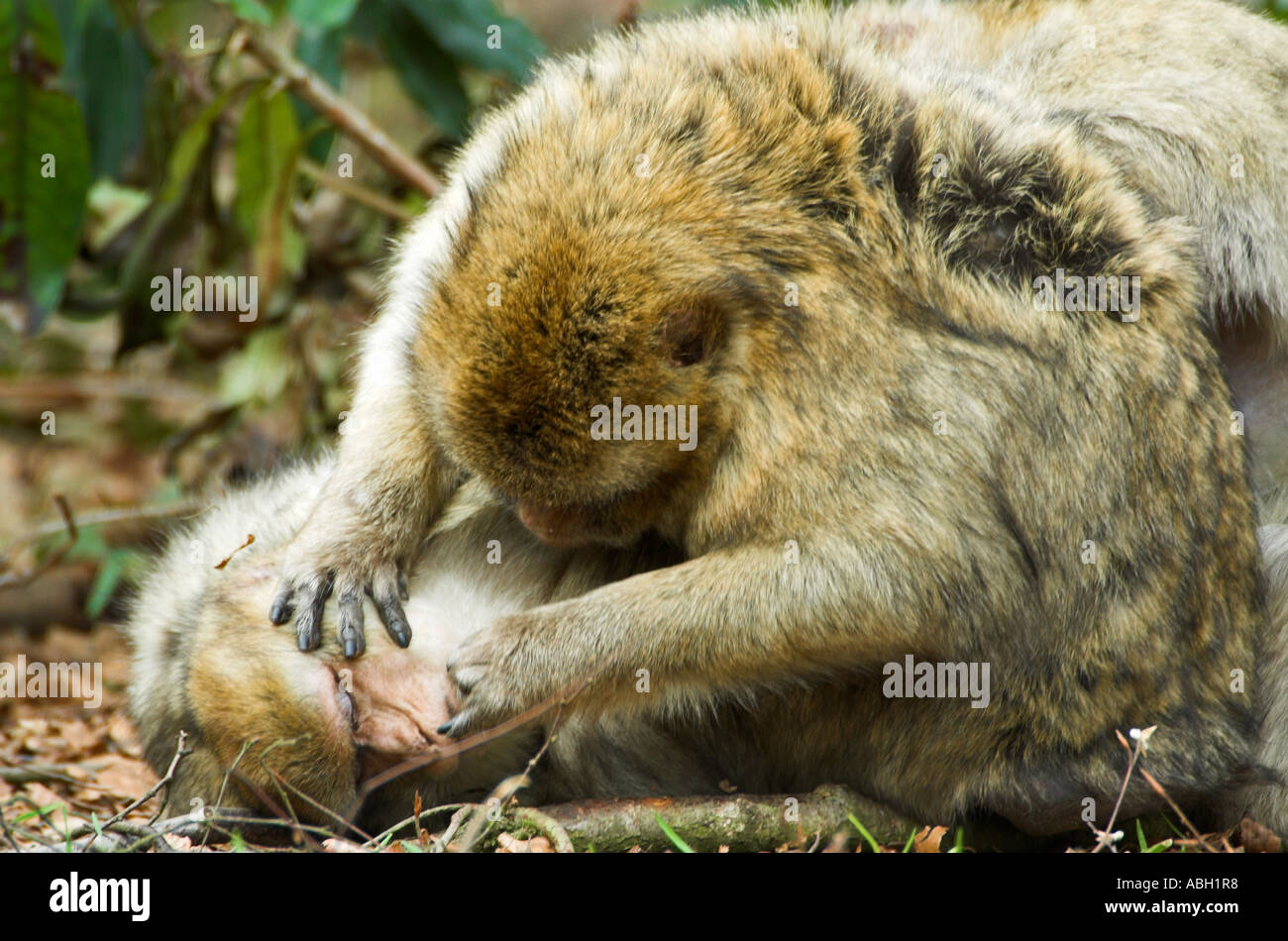 Macca monkey hi-res stock photography and images - Alamy