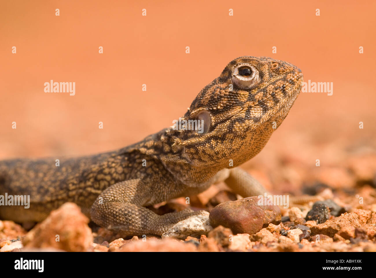 Uluru detail hi-res stock photography and images - Alamy