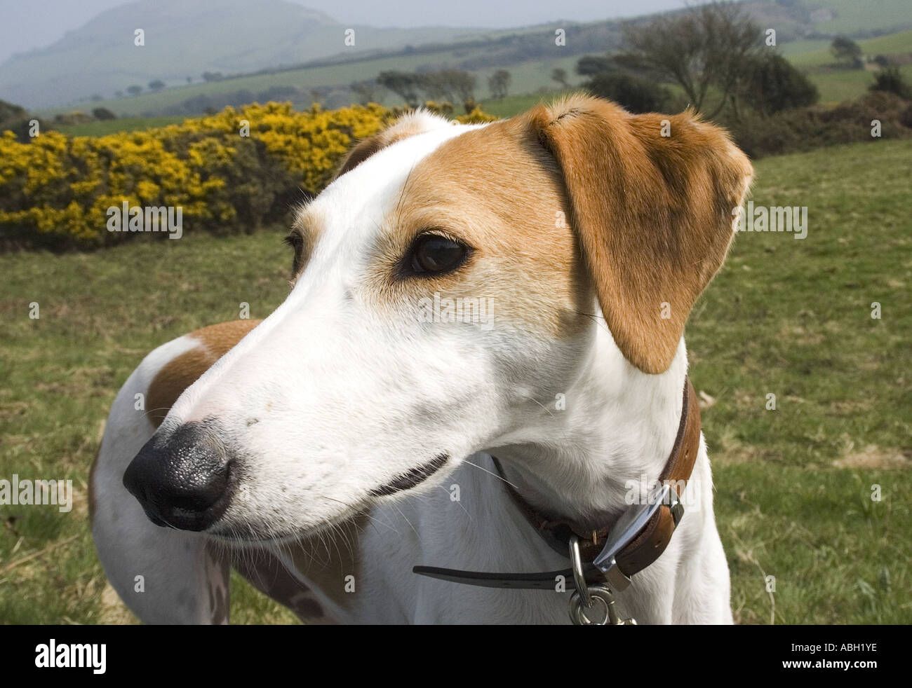 Working lurcher hi-res stock photography and images - Alamy
