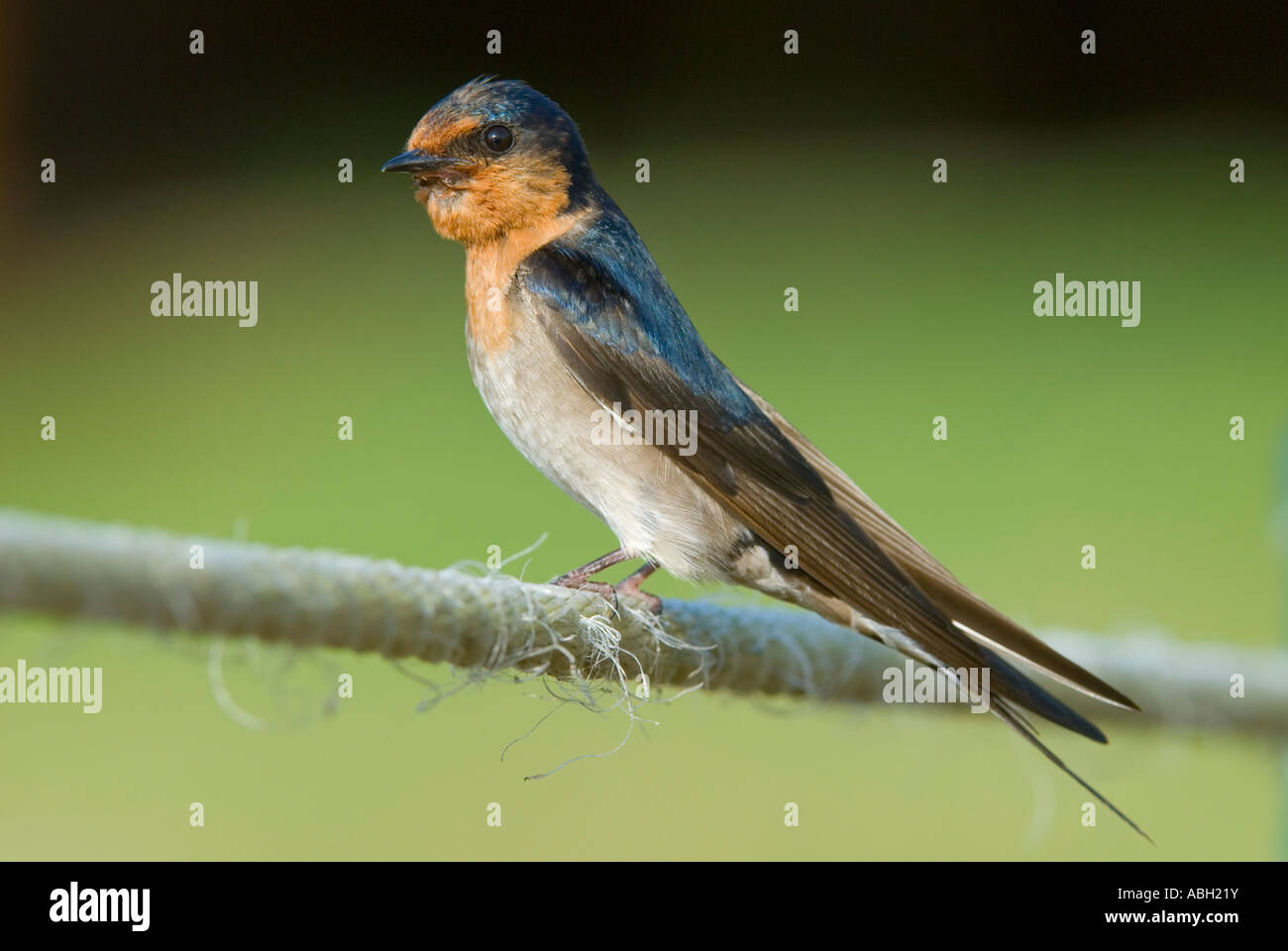 Welcome swallow, Hirundo neoxena, Queensland, Australia Stock Photo - Alamy