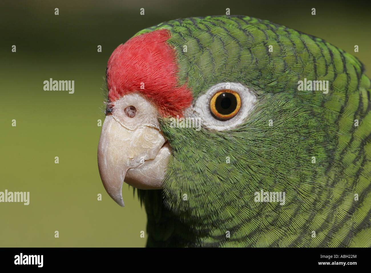 Tucuman Amazon parrot portrait Stock Photo - Alamy