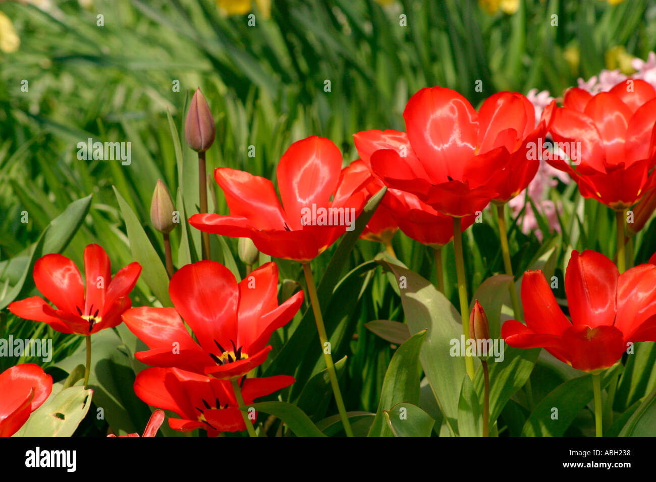 Tulip wide open petals hi-res stock photography and images - Alamy