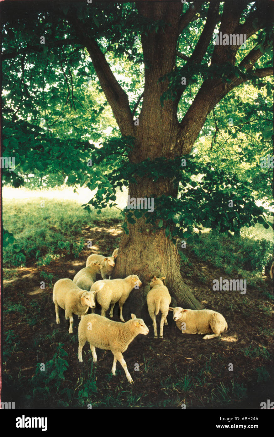 sheep in open pasture Stock Photo - Alamy
