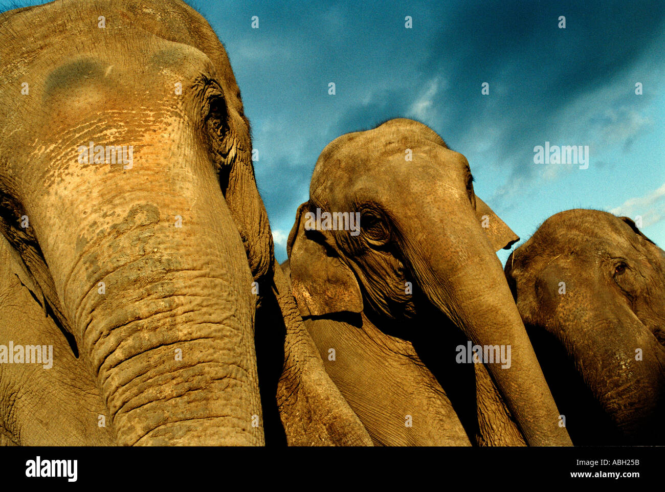 three elephants in close up Stock Photo - Alamy