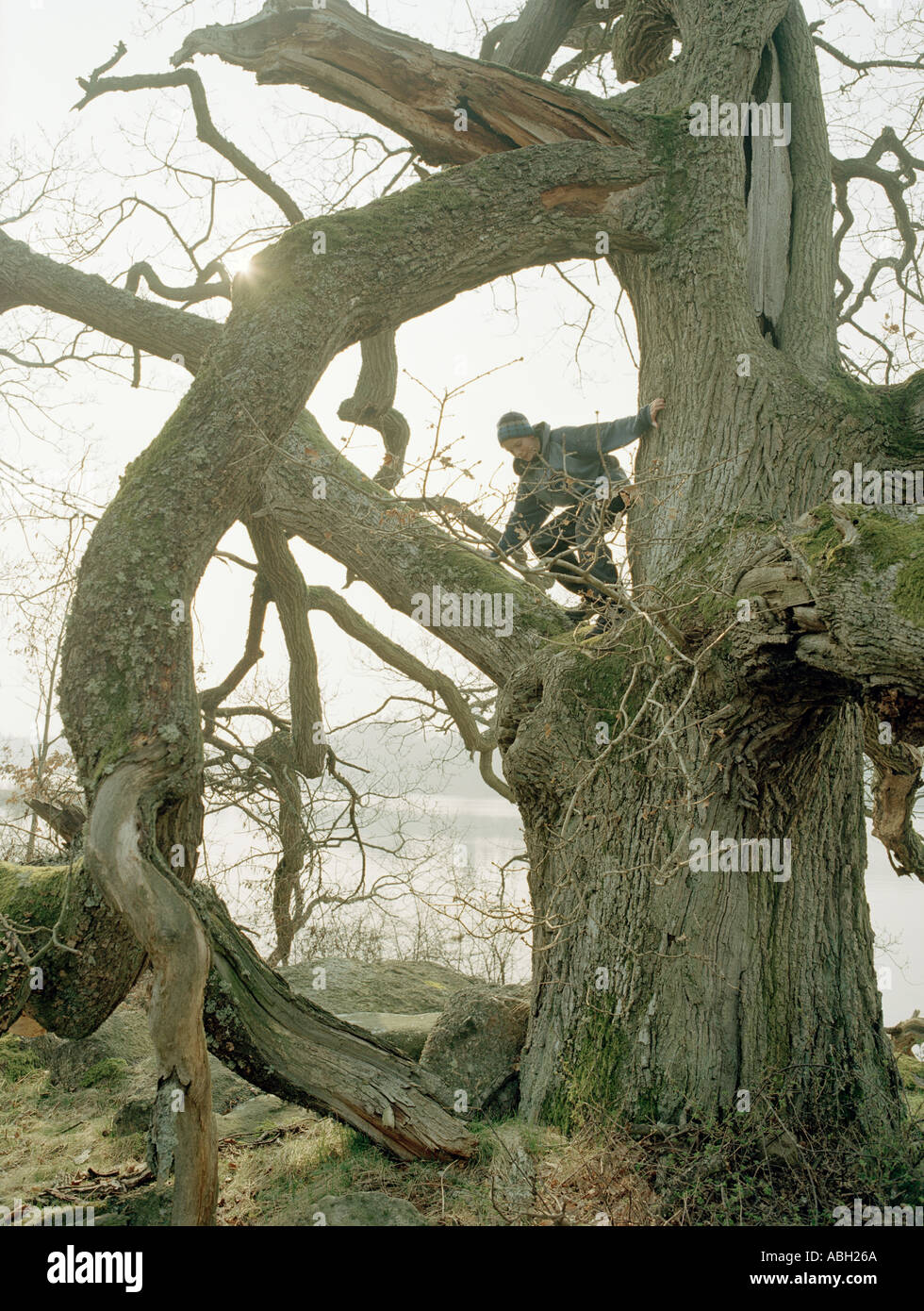 climbing tree Stock Photo - Alamy
