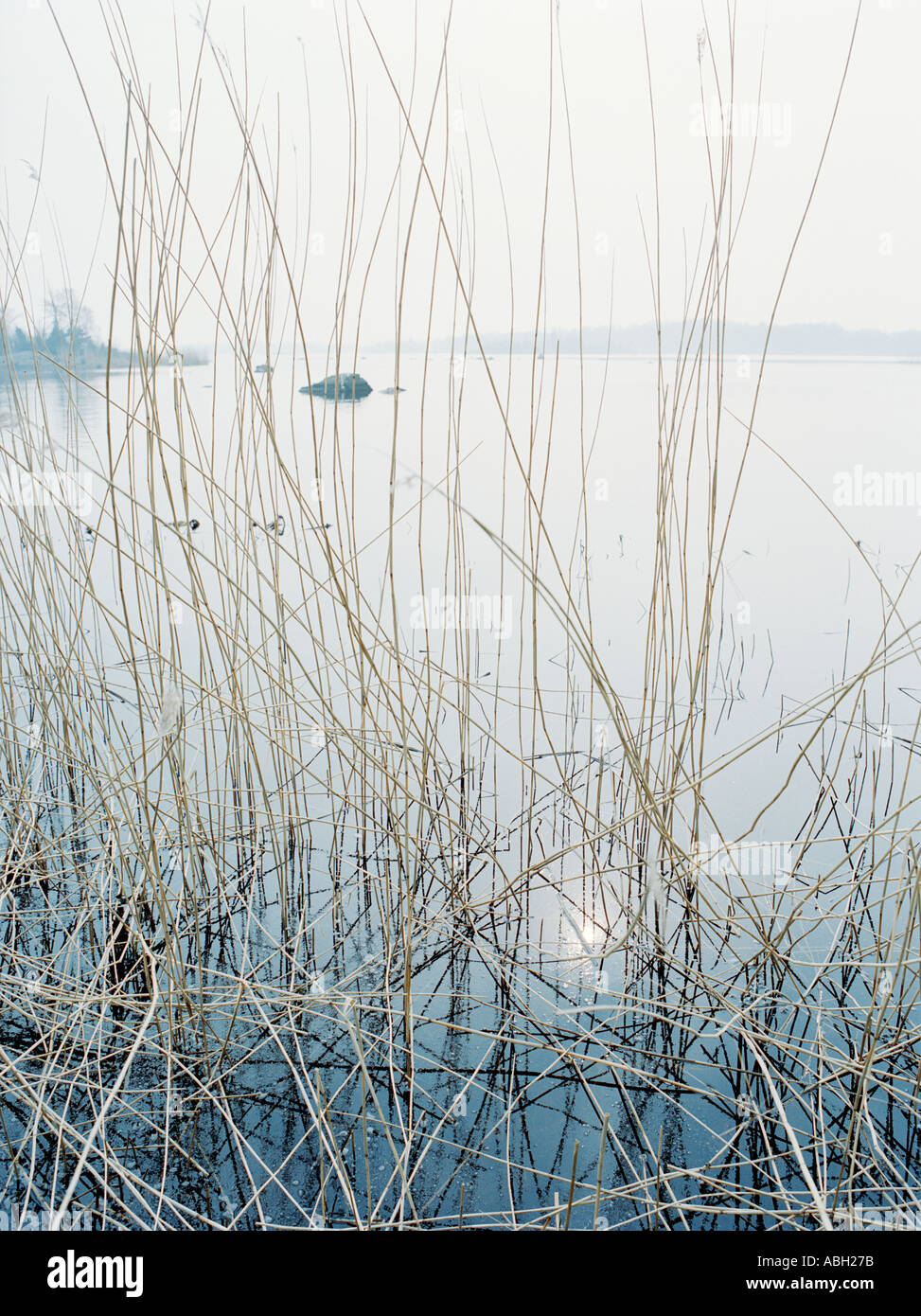 Reeds on edge calm hi-res stock photography and images - Alamy