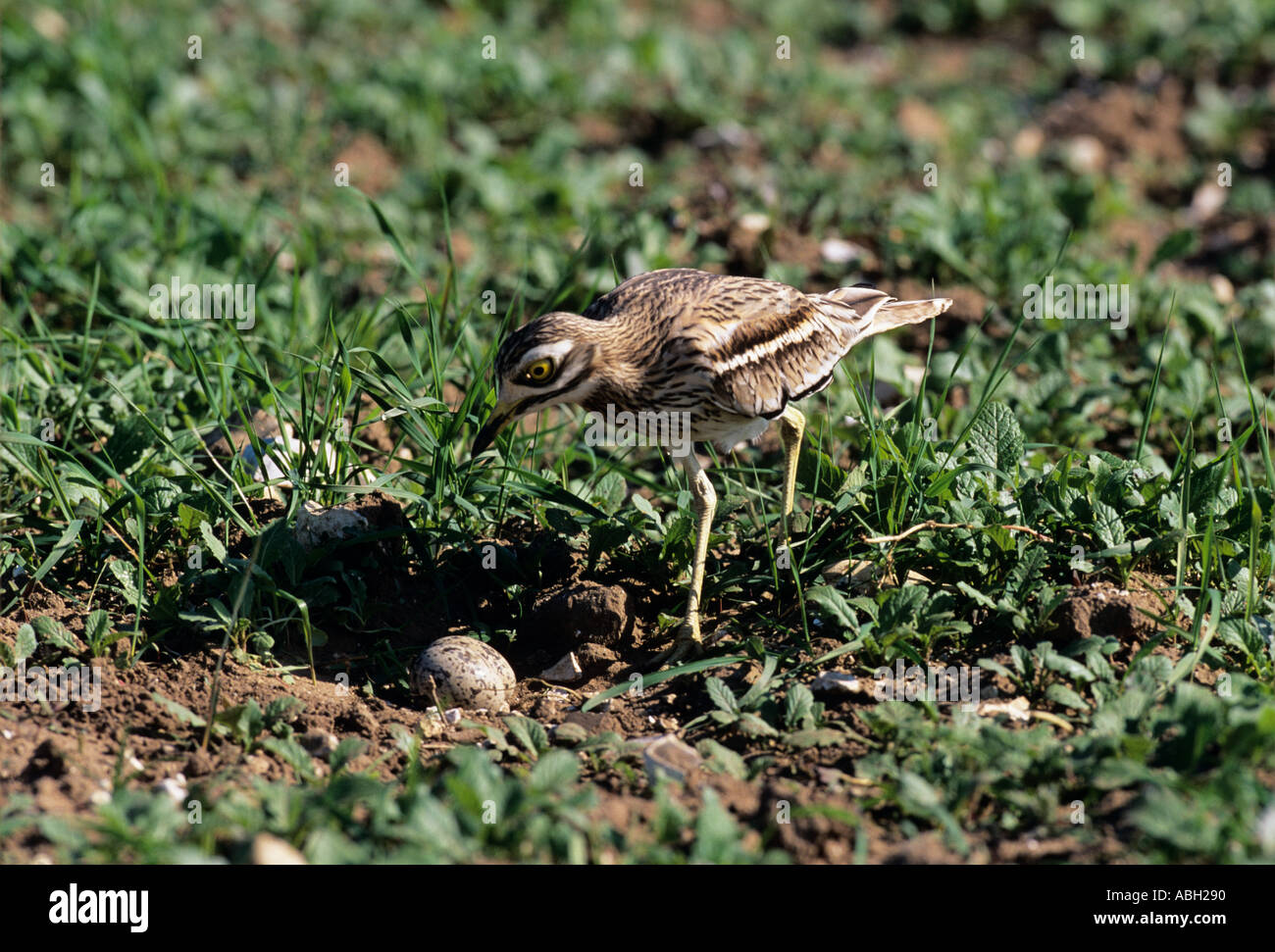 Stone Curlew approaching nest in carrot crop Brecks Norfolk summer ...