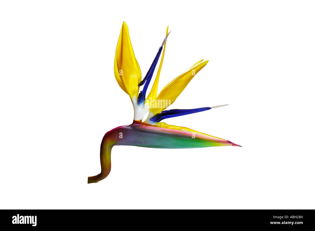 Strelitzia reginae Mandela s Gold yellow strelitzia yellow crane flower ...