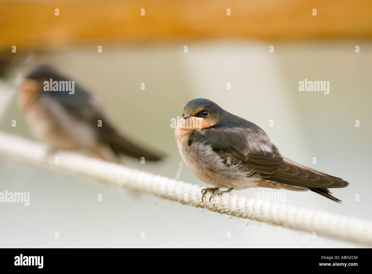 Welcome swallow juvenile hi-res stock photography and images - Alamy