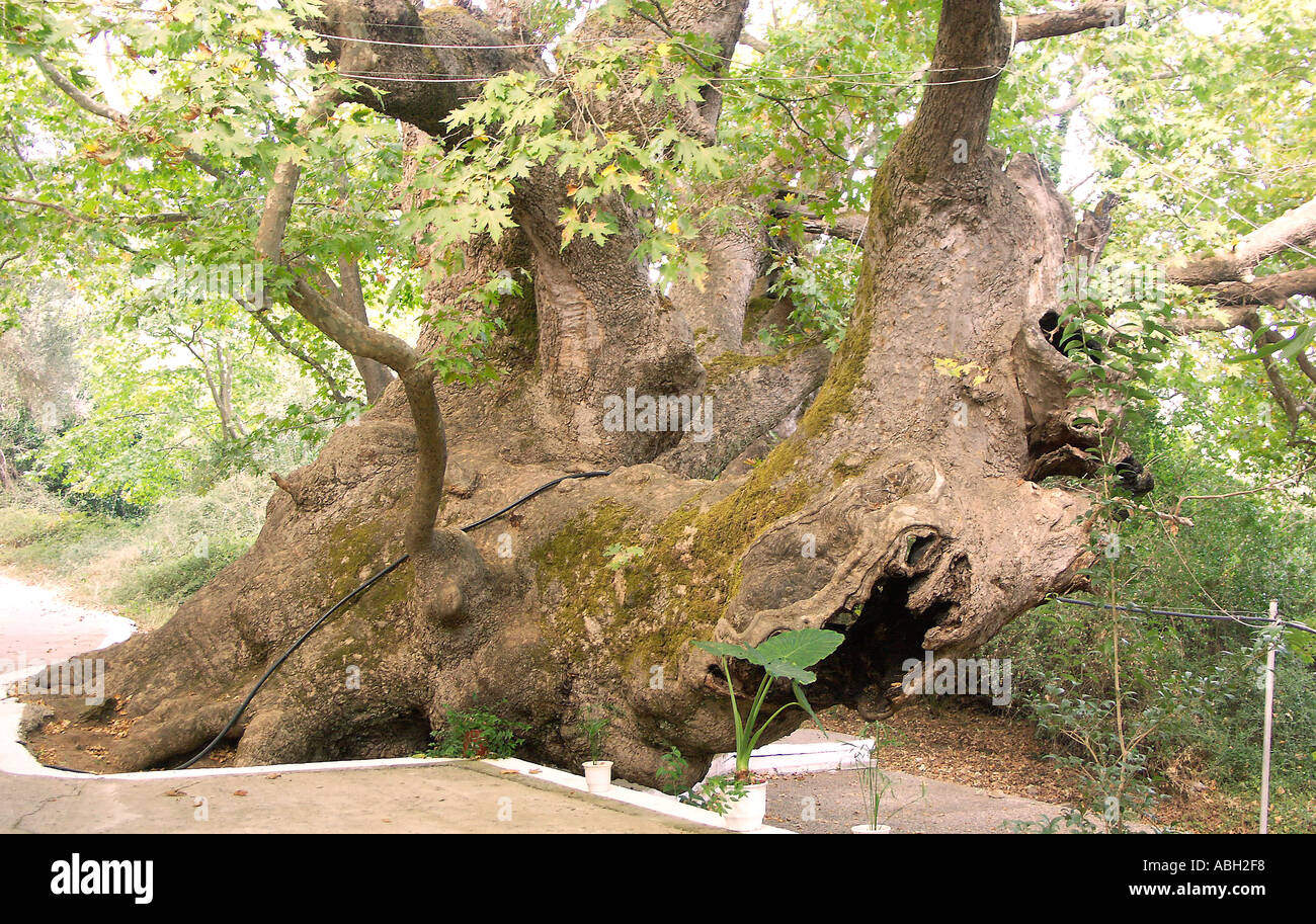 Ancient Giant Plane Tree Crete Stock Photo - Alamy