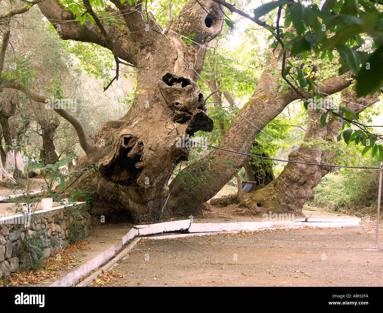 Ancient Giant Plane Tree Crete Stock Photo - Alamy