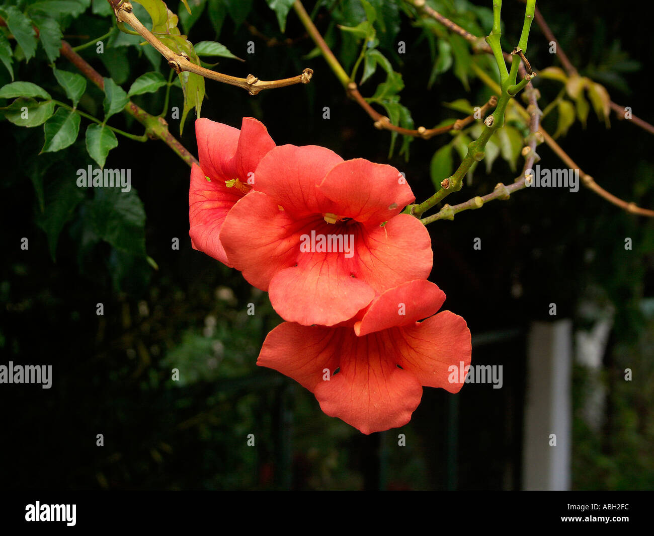 Red flower from hi-res stock photography and images - Alamy