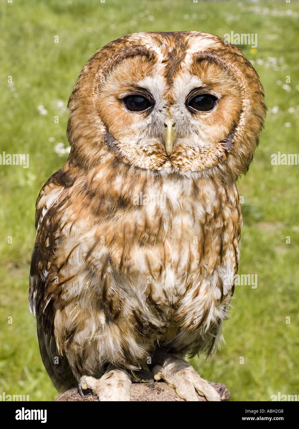 Tawny owl wild free hi-res stock photography and images - Alamy