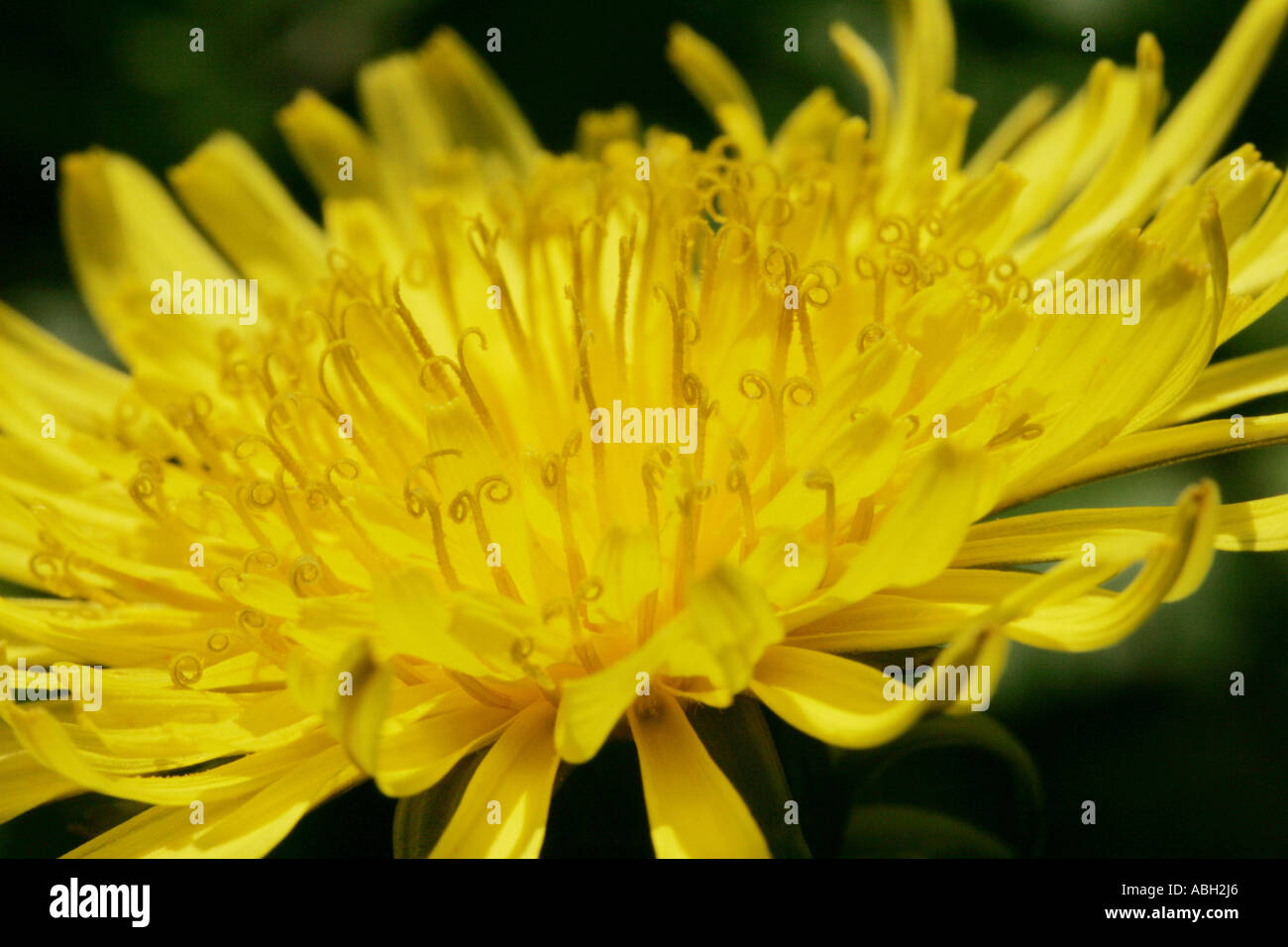 Ligulate leaves hi-res stock photography and images - Alamy