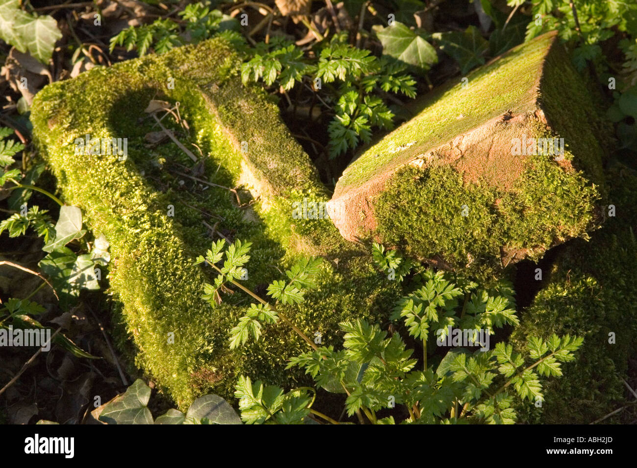 moss gowing on old bricks laying on the ground in woodland Stock Photo ...