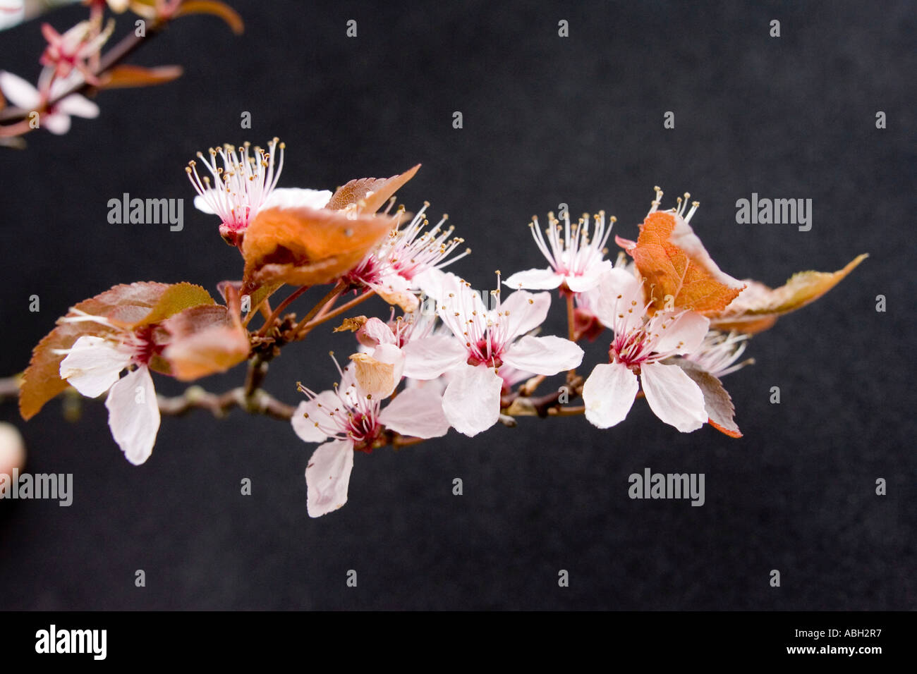 Common plum tree hi-res stock photography and images - Alamy