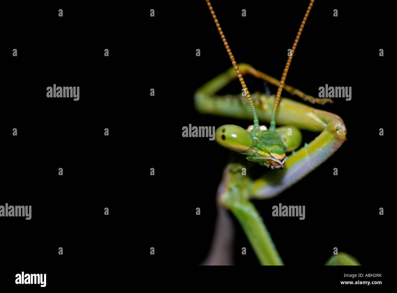 Praying Mantis, Australia Stock Photo - Alamy
