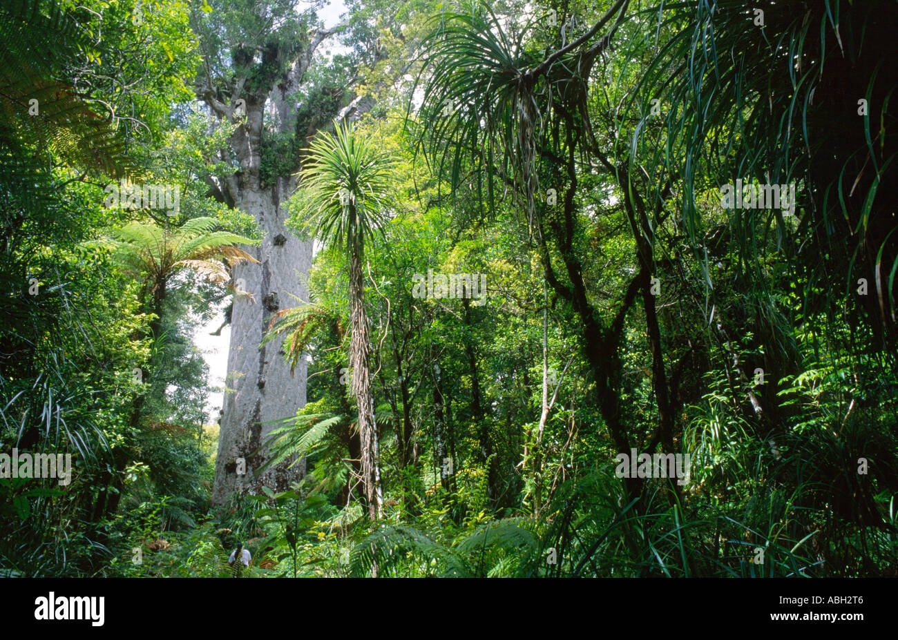 Tane Mahuta Giant Kauri Waipoua Kauri Forest Northland North Island New ...