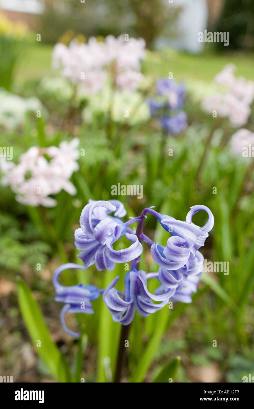 Dutch (Common) Hyacinth flowers Stock Photo - Alamy