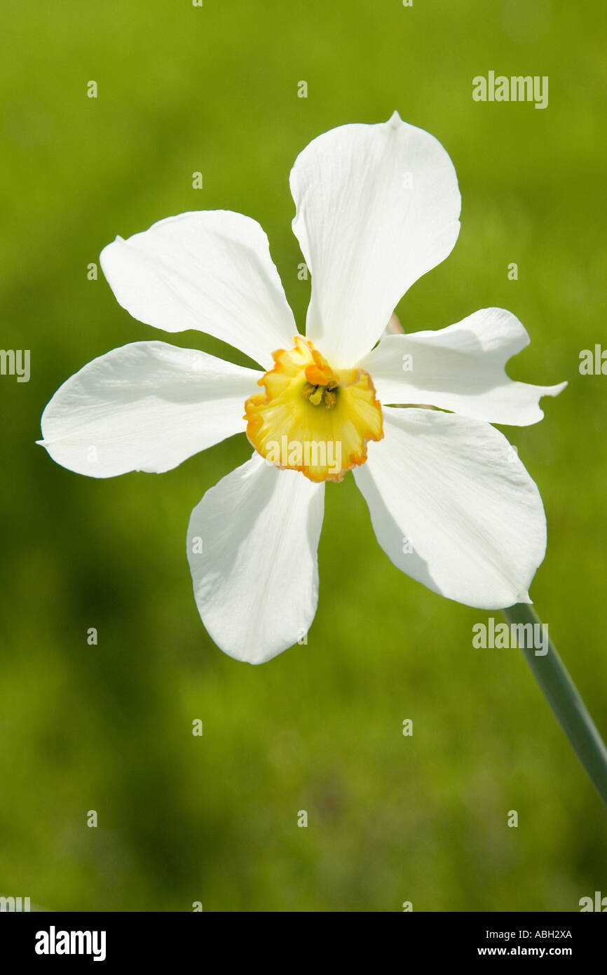 Popular welsh flower hi-res stock photography and images - Alamy