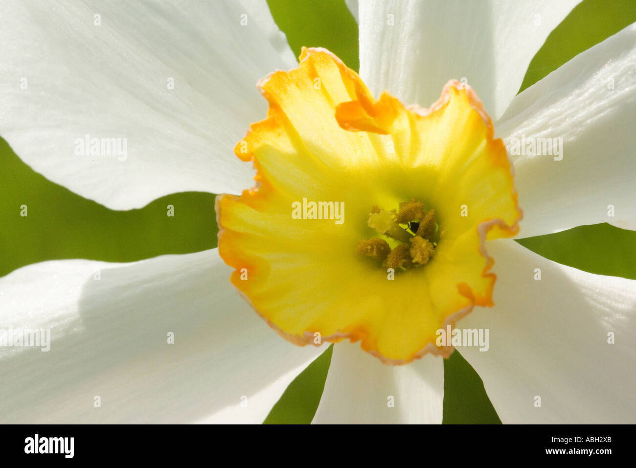 Popular welsh flower hi-res stock photography and images - Alamy