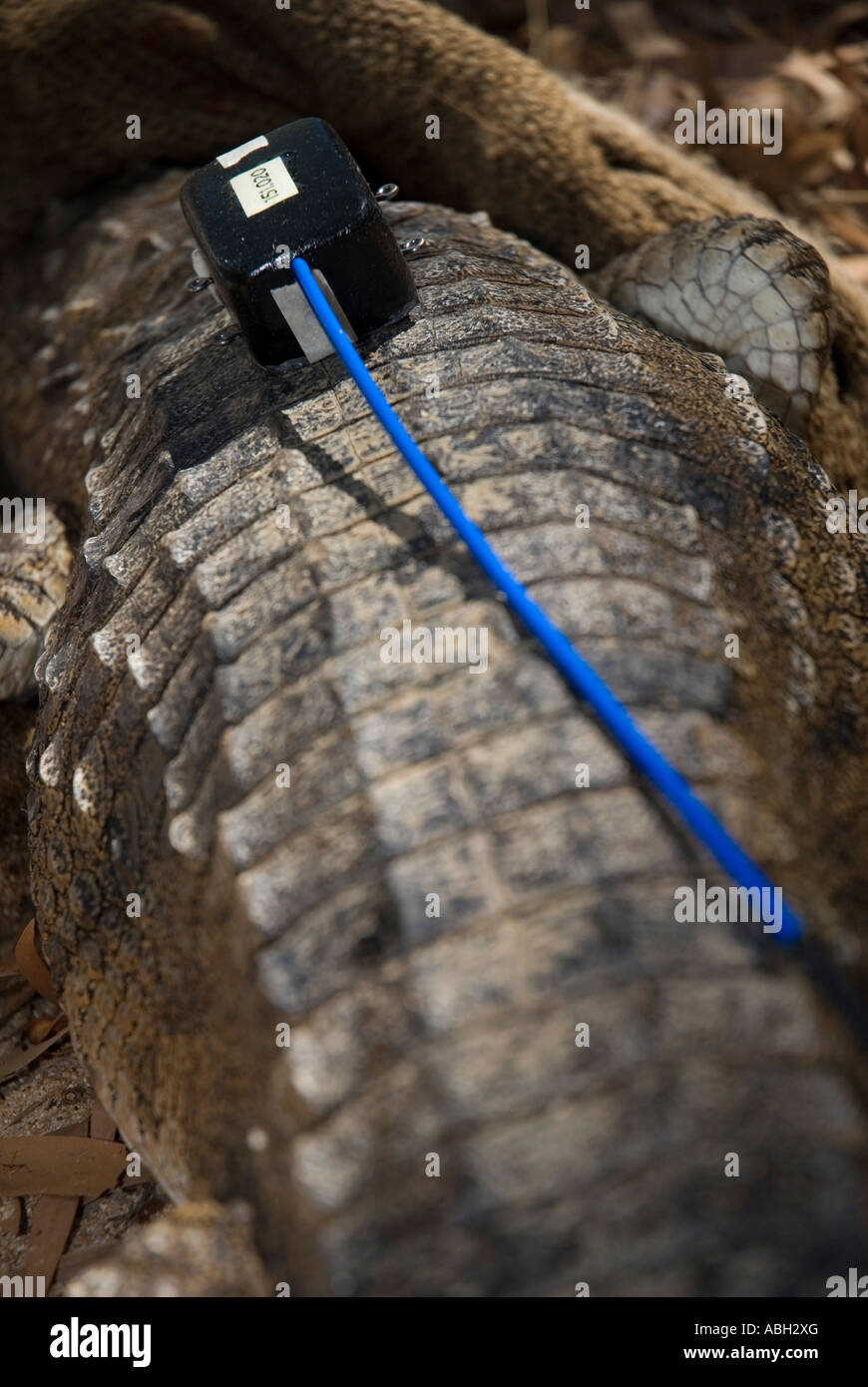 Radio tracker fitted to a freshwater crocodile, Queensland, Australia ...