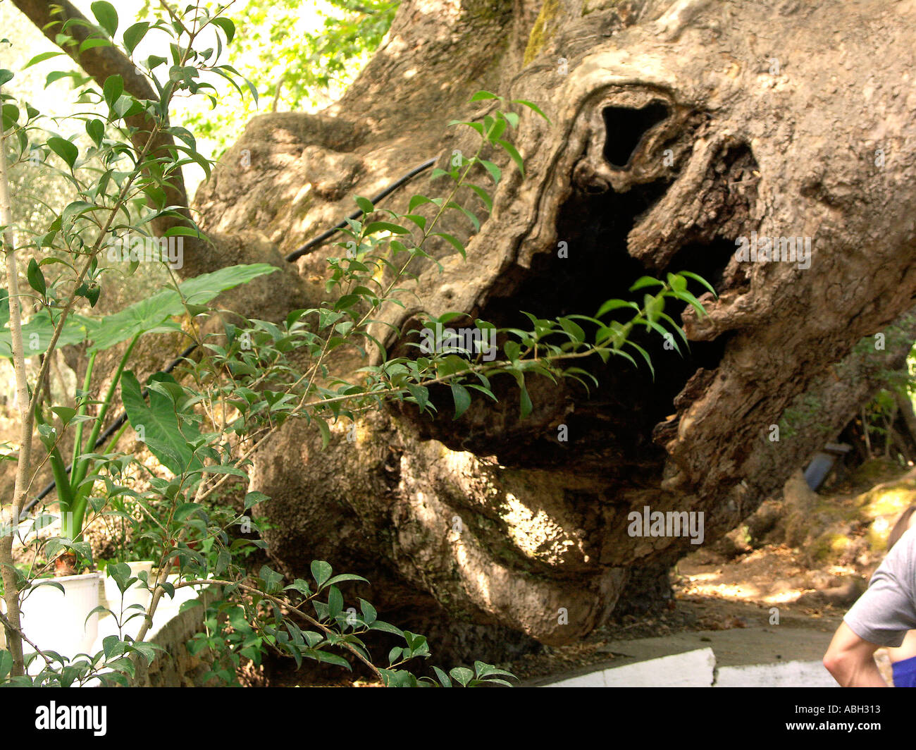 Ancient Plane Tree Crete Stock Photo - Alamy