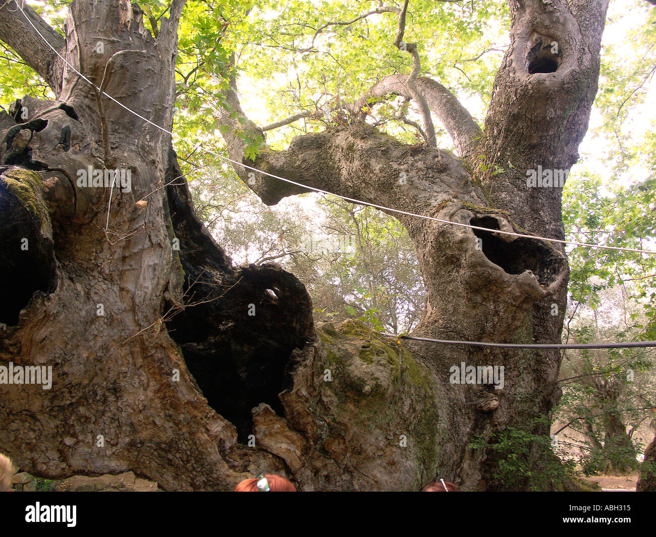 Ancient Giant Plane Tree Crete Stock Photo - Alamy