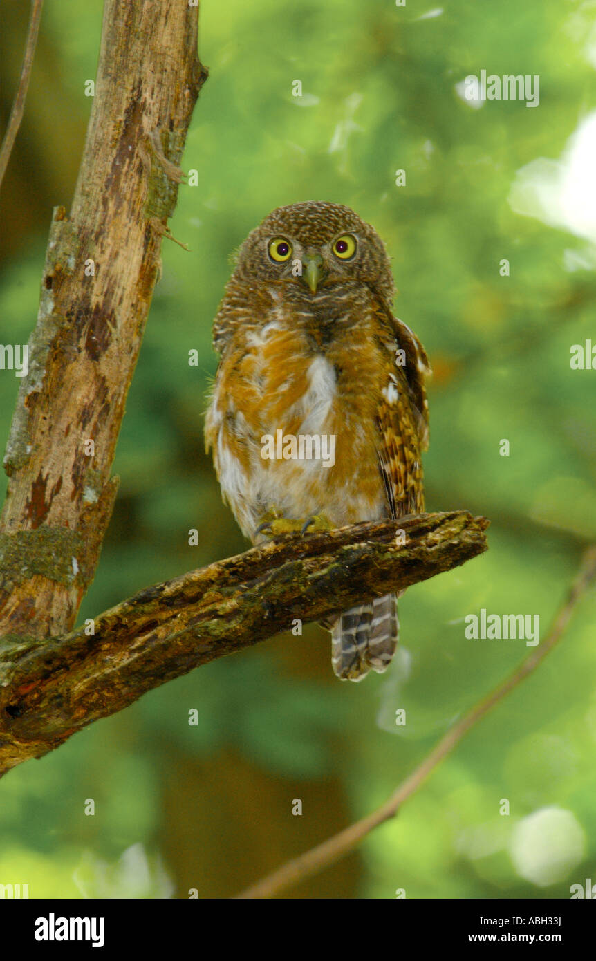 Asian Barred Owl Glaucidium cuculoides sitting on tree stump at Bang ...