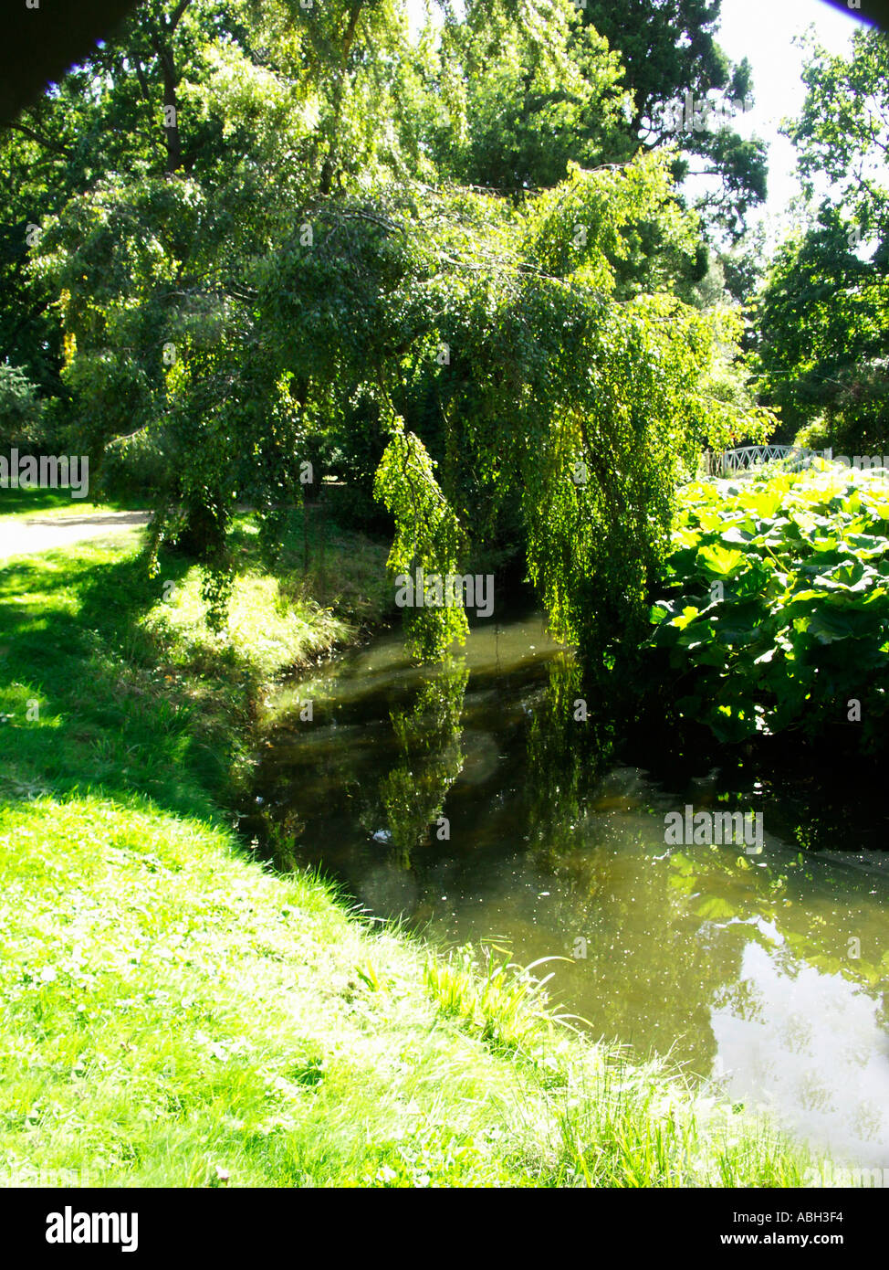 Trees Sunshine and Water Stock Photo - Alamy