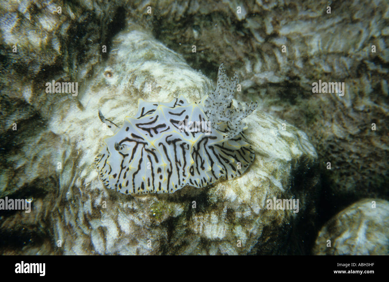 Two Halgerda willeyi Eliot 1904 nudibranchs Sanganeb reef Sudan Red Sea ...