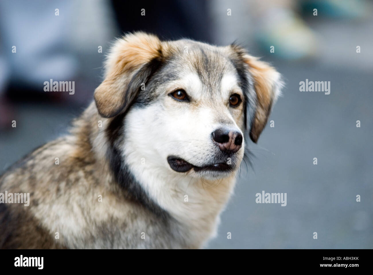 Care of hounds hi-res stock photography and images - Alamy