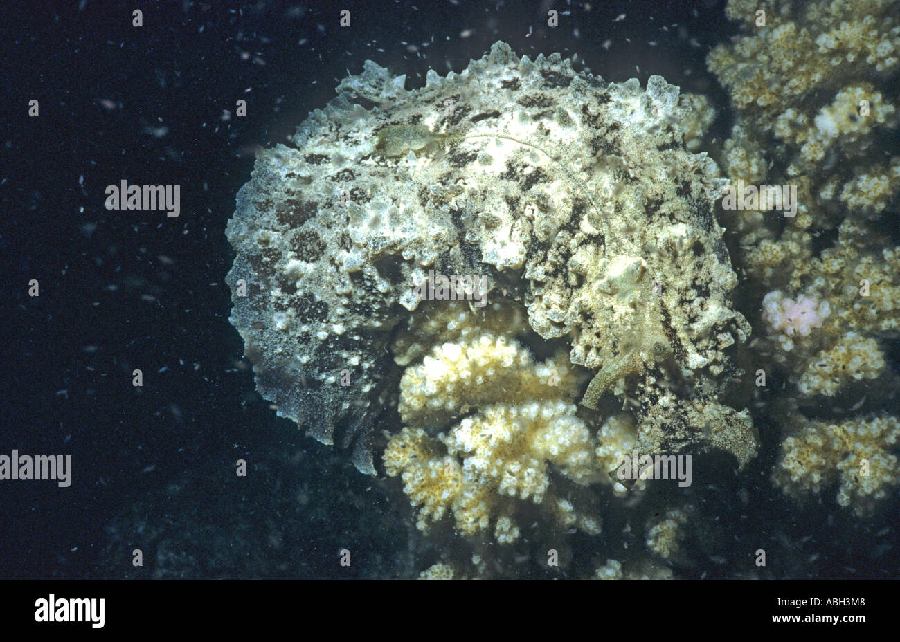 Sea Hare Aplysiidae at night north jetty of Sanganeb reef Sudan Red Sea ...