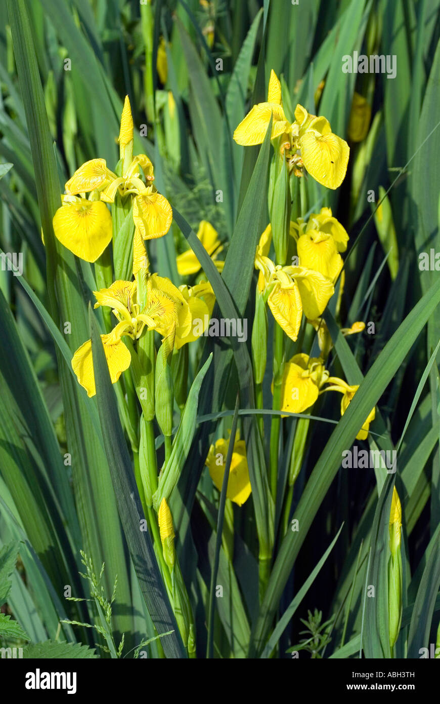 Western iris hi-res stock photography and images - Alamy