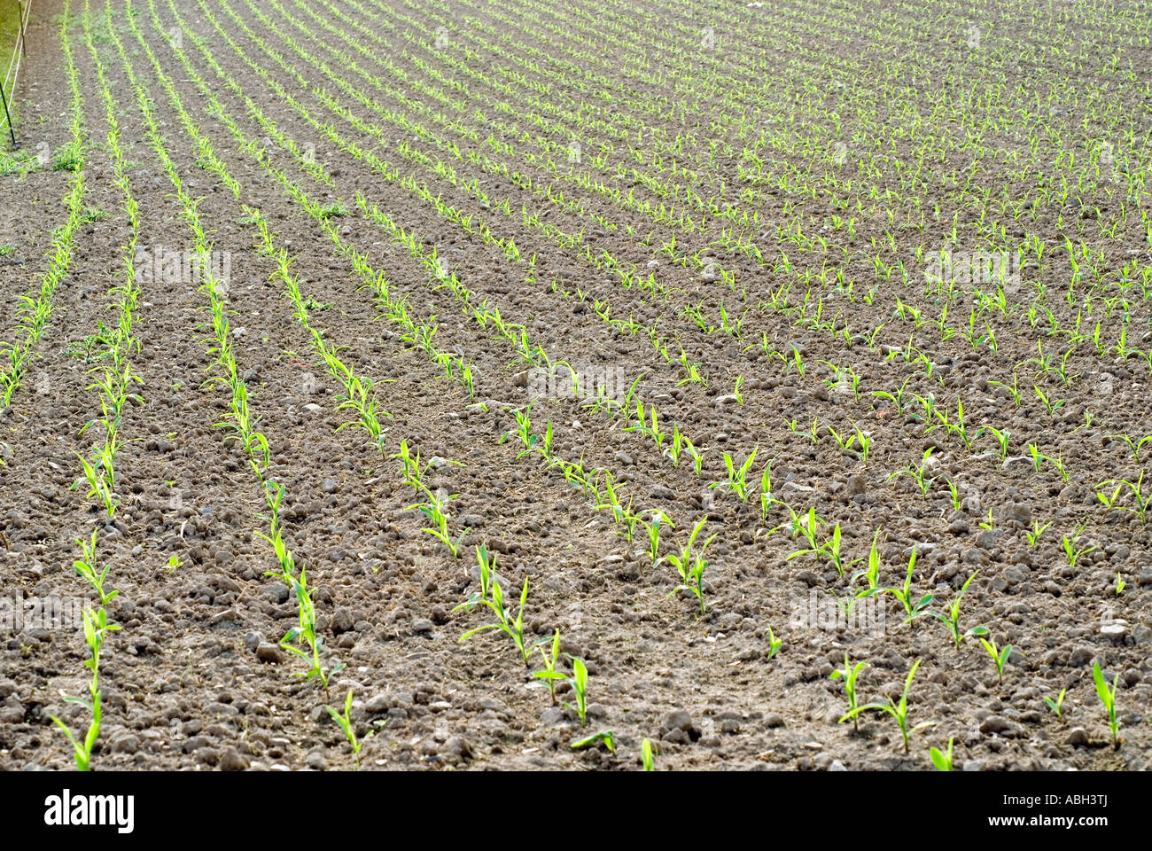 Floor maize hi-res stock photography and images - Alamy