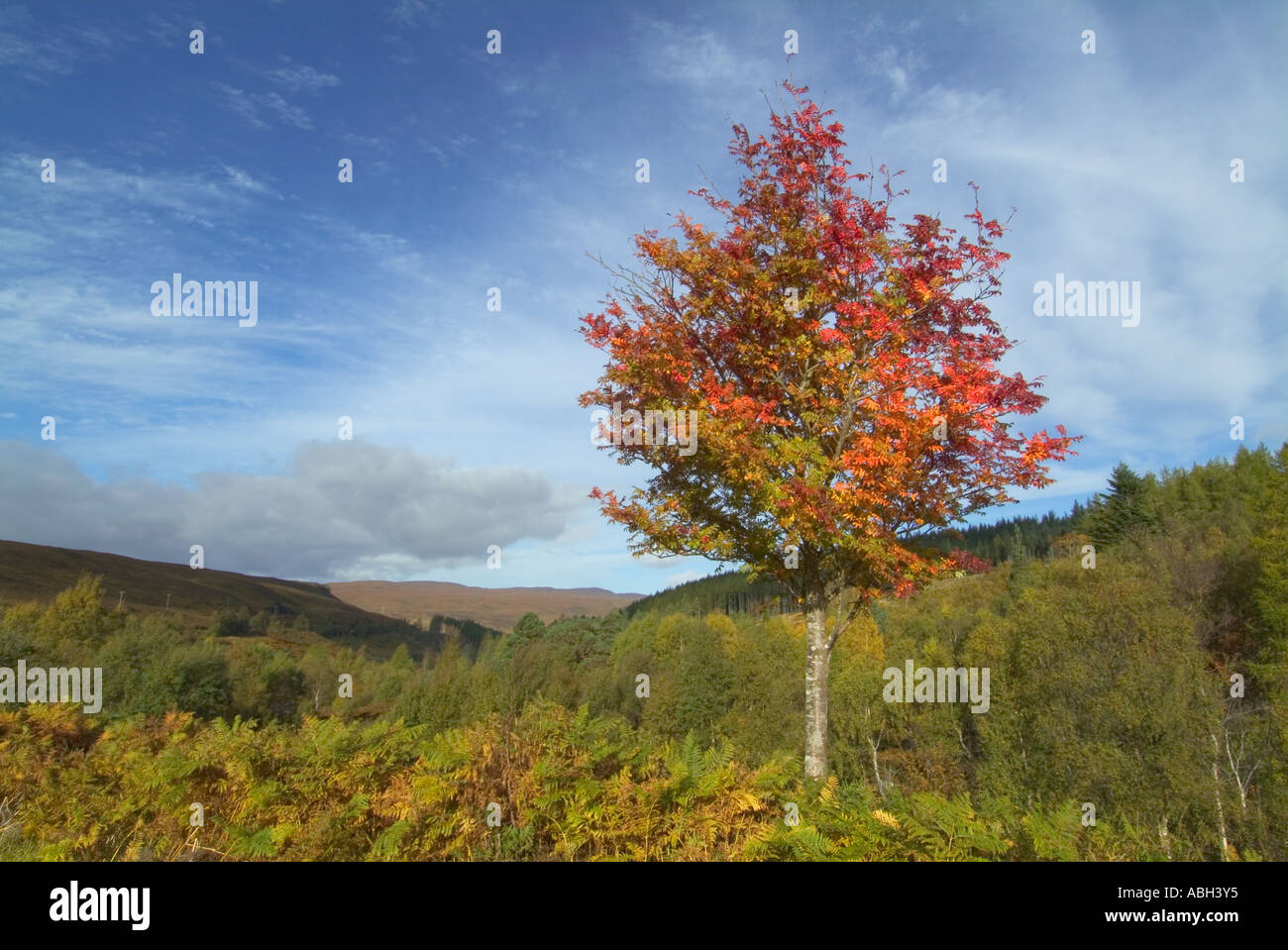 Scottish mountain ash rowan tree hi-res stock photography and images ...
